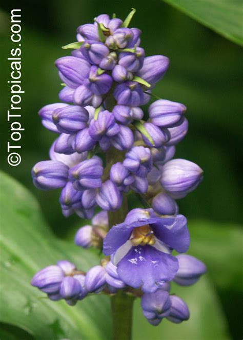 Dichorisandra Thyrsiflora Common Names Blue Ginger Brazilian Ginger