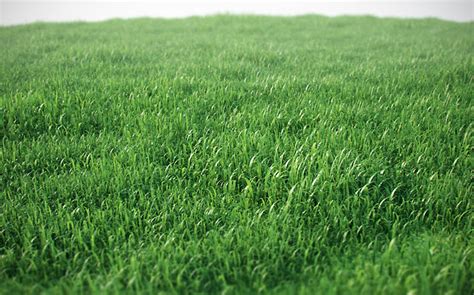 Grass Free 3d Scenes 3d Plants