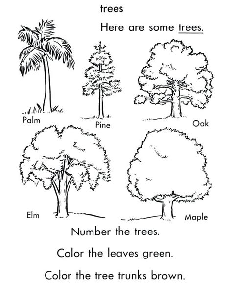 Coloring Page Oak Tree At Free Printable Colorings