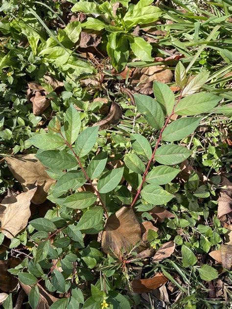 Red Stem Plant R Whatsthisplant
