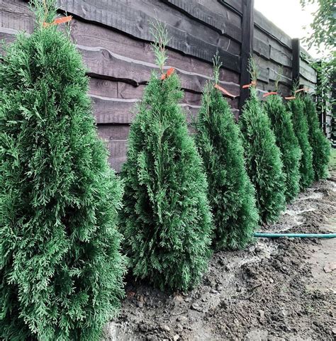 Вечнозеленые кустарники для живой изгороди