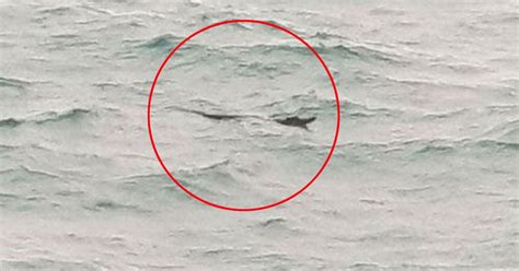 관광객 붐비는 태국 푸껫 해변에 3m 악어 출몰 야간 수영 금지