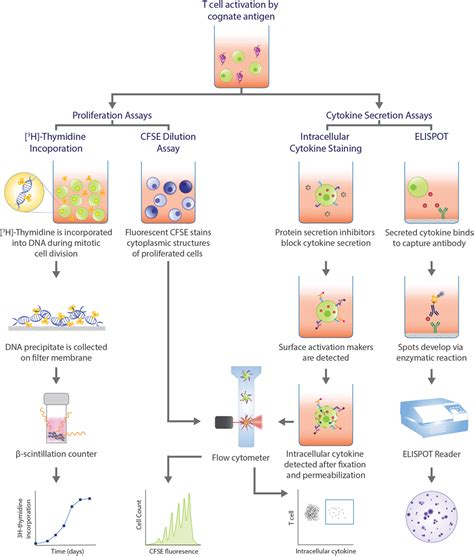 Proliferation Assay