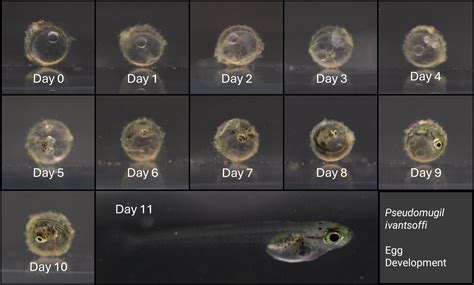 Herdygerdys Egg Development Photos Photos Videos And Journals Aquarium Co Op Forum