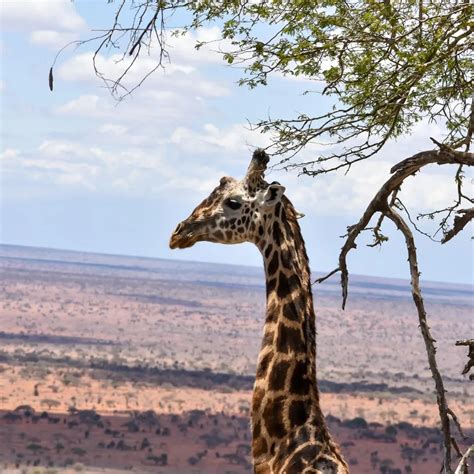 Happy Giraffe Friday Masai Giraffe Also Known As Kilimanjaro Giraffe