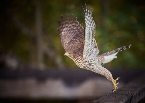 How Do Hawks Mate Unlocking Avian Courtship Secrets