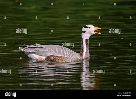 Unter Der Leitung Von Bar Gans Anser Indicus Asien Stockfotografie