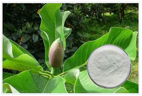 Honokiol 50 95 Cas 35354 74 6 Magnolia Officinalis Extract Powder Dimension L W H 634 295