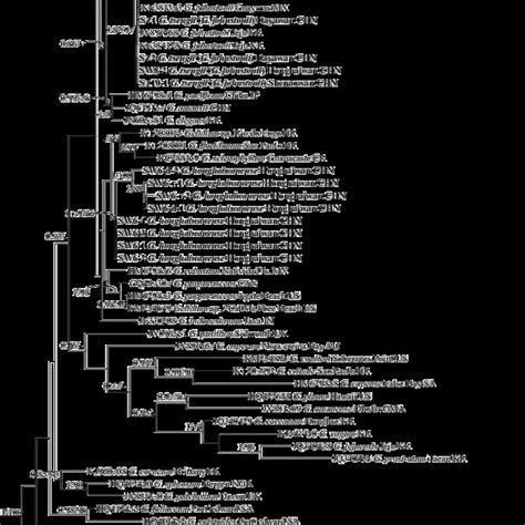 Maximum Likelihood Tree Of 67 Rbc L Sequences Calculated Using The Download Scientific Diagram