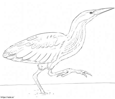 Printable Bittern Coloring Page