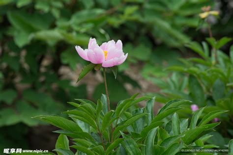 芍药花摄影图 花草 生物世界 摄影图库 昵图网nipic