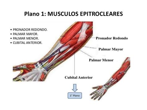 Musculos De Antebrazo