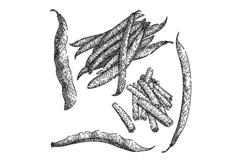 Geen Beans Set Sketch Hand Drawn Vector 3382924