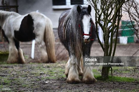 길게 땋은 갈기를 가진 회색과 흰색 말이 나무 아래에 서 있습니다 가축에 대한 스톡 사진 및 기타 이미지 가축 갈기 갈색 Istock