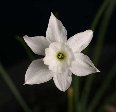 Daffodil Divisions Using The Rhs System Of Classification American Daffodil Society