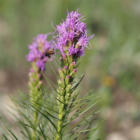 Liatris Scariosa Eastern Blazing Star