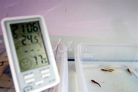 浙江宁波：大学生扎根山林人工繁育镇海棘螈 人民图片网