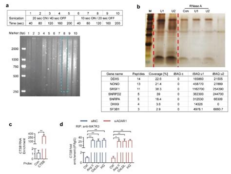 Mrna
