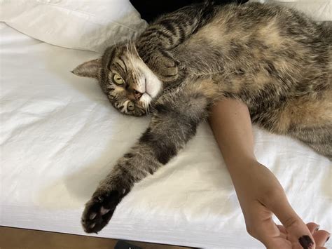 Doraemon Predicted Ai Image Generation R Doraemon