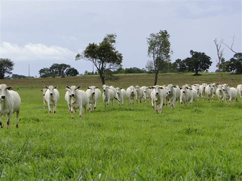 Free Images Grass Field Farm Meadow Cow Herd Pasture Grazing