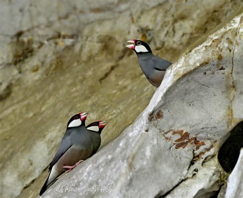 Java Sparrow Padda Oryzivora Courtship Behaviour Bird Ecology Study Group