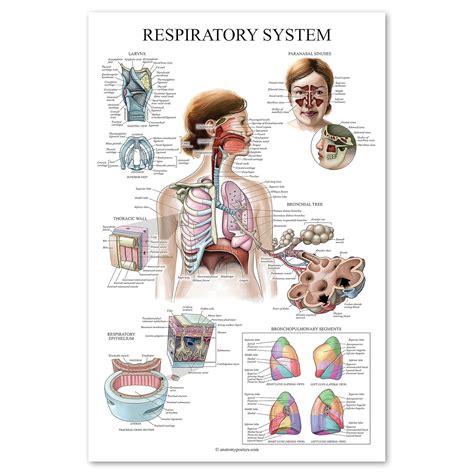 Laminated Respiratory System Anatomical Chart Lung Anatomy Poster