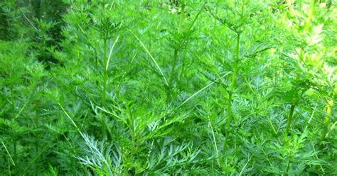 Meadow Muffin Gardens My Sweet Annie