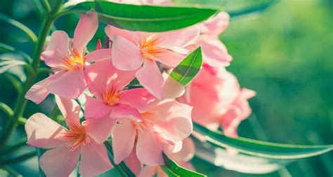 12 Most Common Poisonous Plants For Cats Bechewy