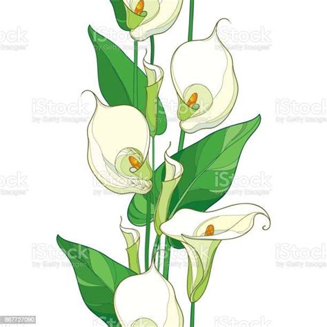 벡터 윤곽선 칼라 릴리 꽃 또는 Zantedeschia 완벽 한 패턴입니다 파스텔 꽃 꽃 봉 오리와 흰색 바탕에 녹색 잎 0명에