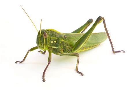 Grasshopper Insects Grasshopper Grasshopper Pictures