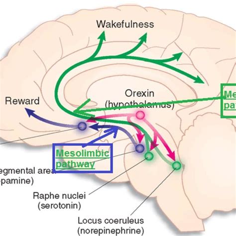 Figure6 The Mesolimbic Or Dopaminergic Reward Pathway Upperclass