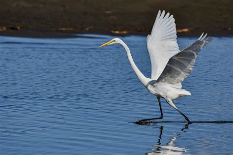 왜가리 백로 호수 Pixabay의 무료 사진 Pixabay