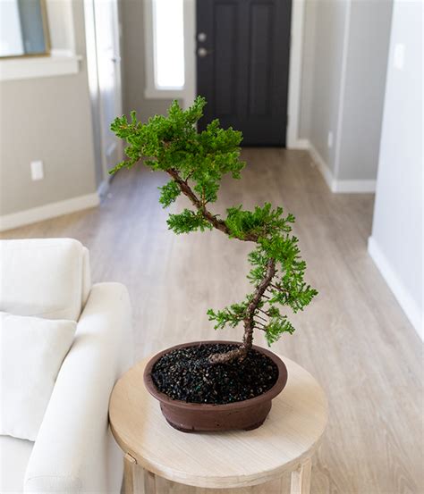 Premium Green Mound Juniper Bonsai Tree Sendplants