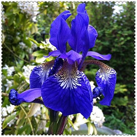 Fiore Di Iris