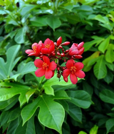 How To Grow Jatropha Integerrima Earthone