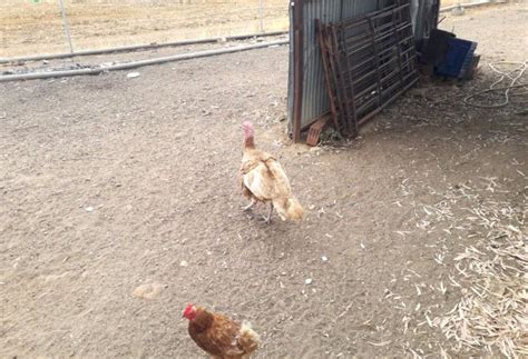 Venta De 13 Pavos De Campo En Badajoz En Pueblonuevo Del Guadiana
