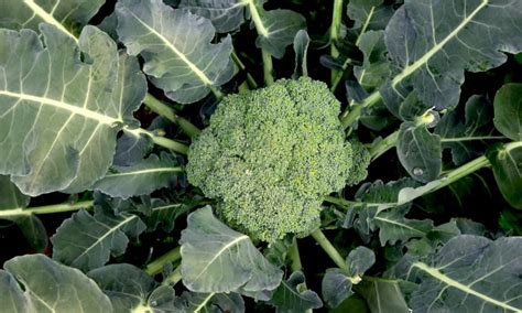 Growing Broccoli How To Grow Tasty Tiny Trees Epic Gardening