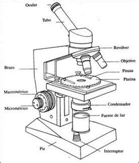 Microscopio MICROSCOPIO OPTICO Y SUS PARTES
