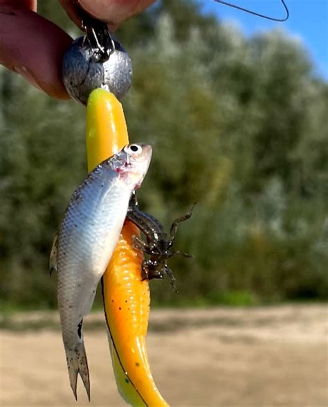 Подскажите название существа Пикабу