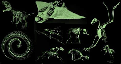 Josué García Ávila Auf Linkedin Tensegrity For Living Systems