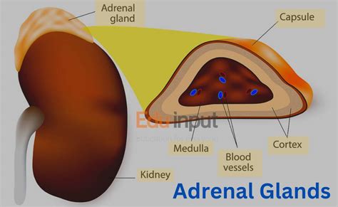 Adrenal Cortex