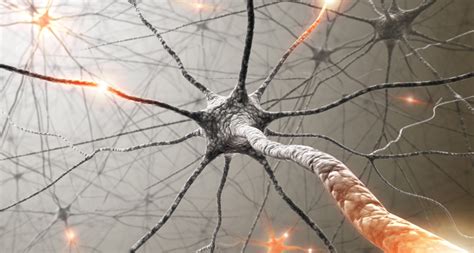 Scientists Say Glia