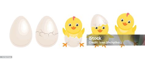 흰색 배경에 격리된 신생아 병아리와 함께 금이 간 닭고기 달걀 계란에서 부화 한 귀여운 닭 다른 포즈로 재미 있는 노란 새