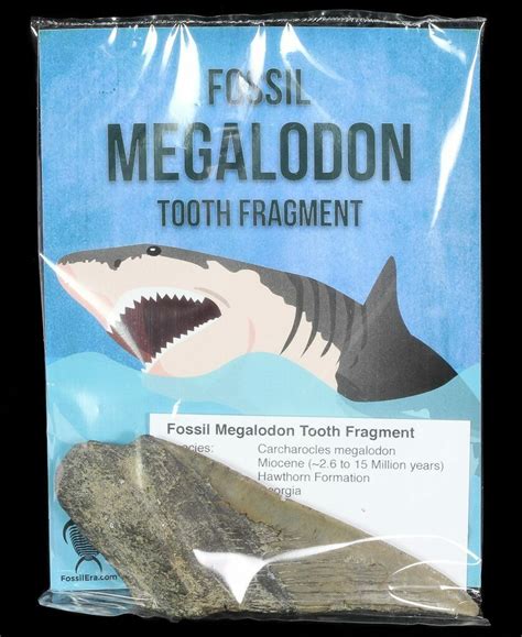 Real Fossil Megalodon Tooth Fragment 4 Size For Sale