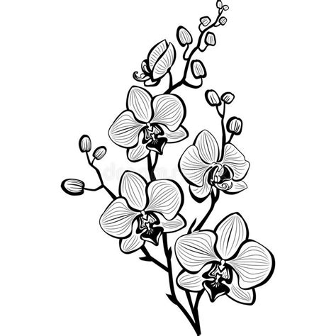 Sketch Orchid Branch Stock Illustration Tatuaje De Gladiolo Orquidea