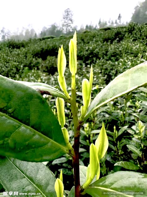茶叶芽摄影图花草生物世界摄影图库昵图网