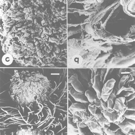 Cross Section Of A Coralloid Root Of Zamia Furfuracea The Dark Green Download Scientific