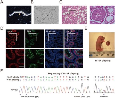 Spermatogenesis In Kitwkitwv Mouse Testis After Pgclc Transplantation