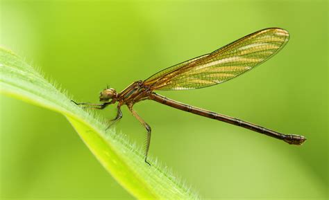 60s Style Beautiful Damselfly Colorful Wings Natural Light Macro