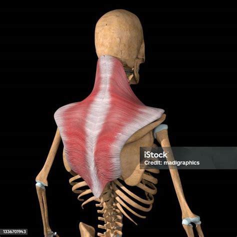 해골에 사다리꼴 근육의 3d 그림 근육에 대한 스톡 사진 및 기타 이미지 근육 0명 건강관리와 의술 Istock
